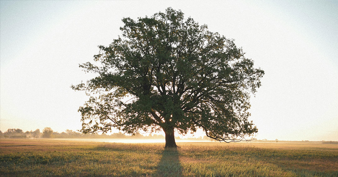 Terebinth Refuge | Where Hope and Healing Grows